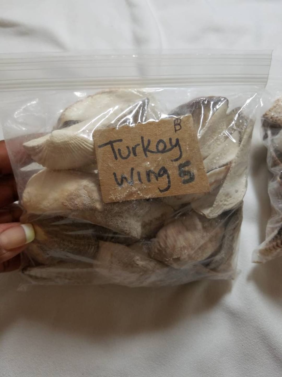 Turkey Wing Seashells, Clam Shells, Brown Tiger Claw, Craft Shells ...