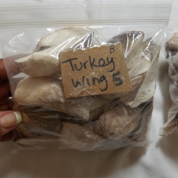 Turkey Wing Shells - Etsy
