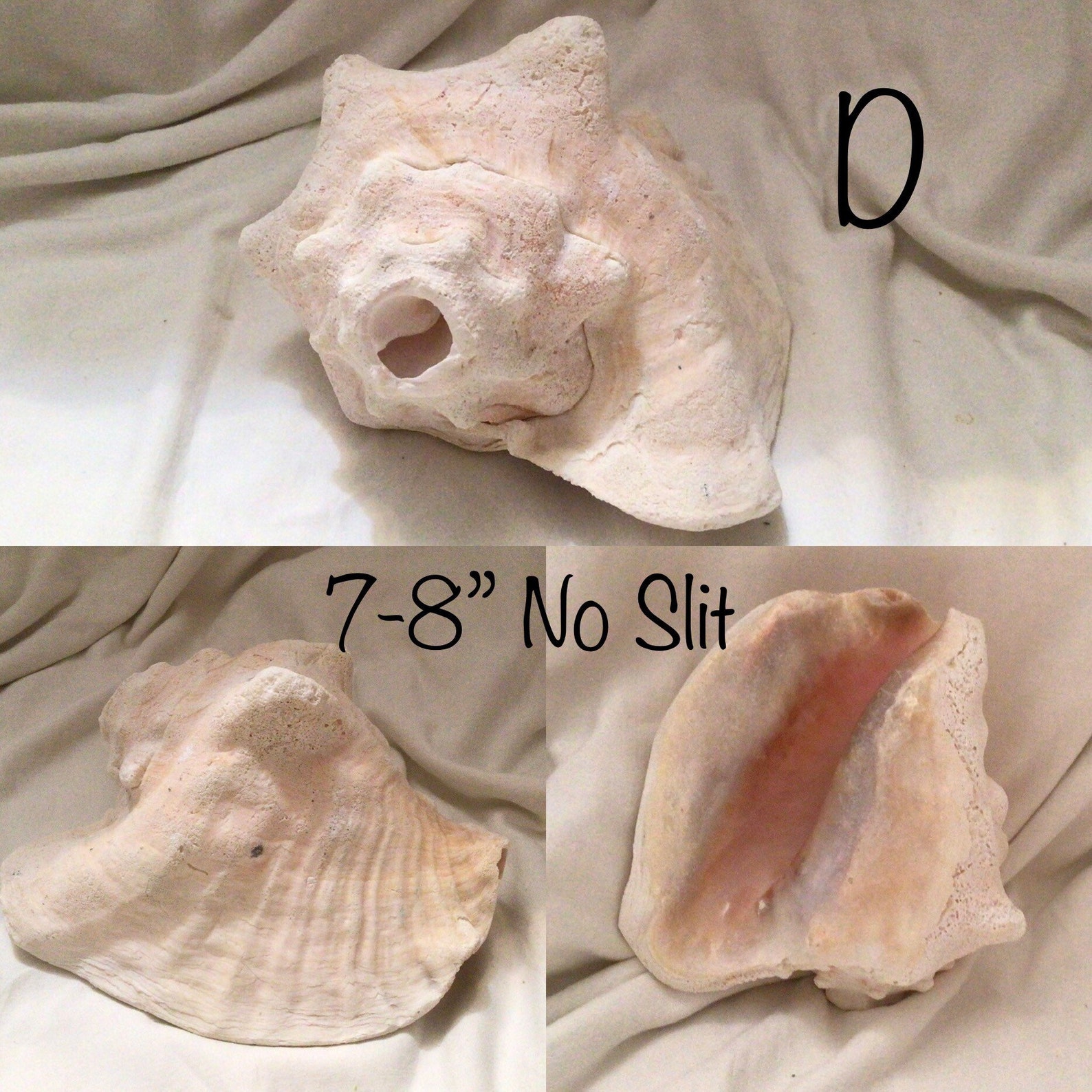 7-8 NO SLIT Bahamian Queen Conch Shell Horn I Pink Conch | Etsy