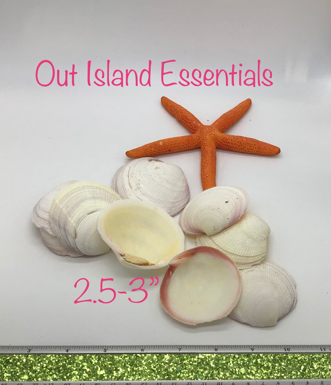 10 PCS. Tiger Clam Seashells I Craft Shells I Bulk Seashells I - Etsy