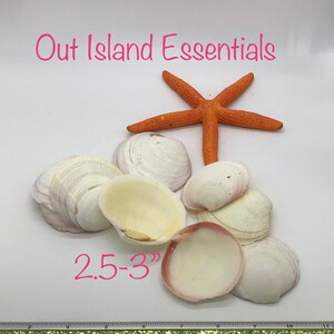 10 PCS. Tiger Clam Seashells I Craft Shells I Bulk Seashells I White ...