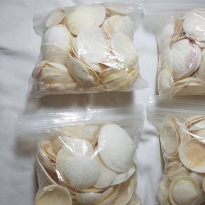 Tiger Clam Seashells, Clam Shells, White Tiger Clams, Craft Shells ...