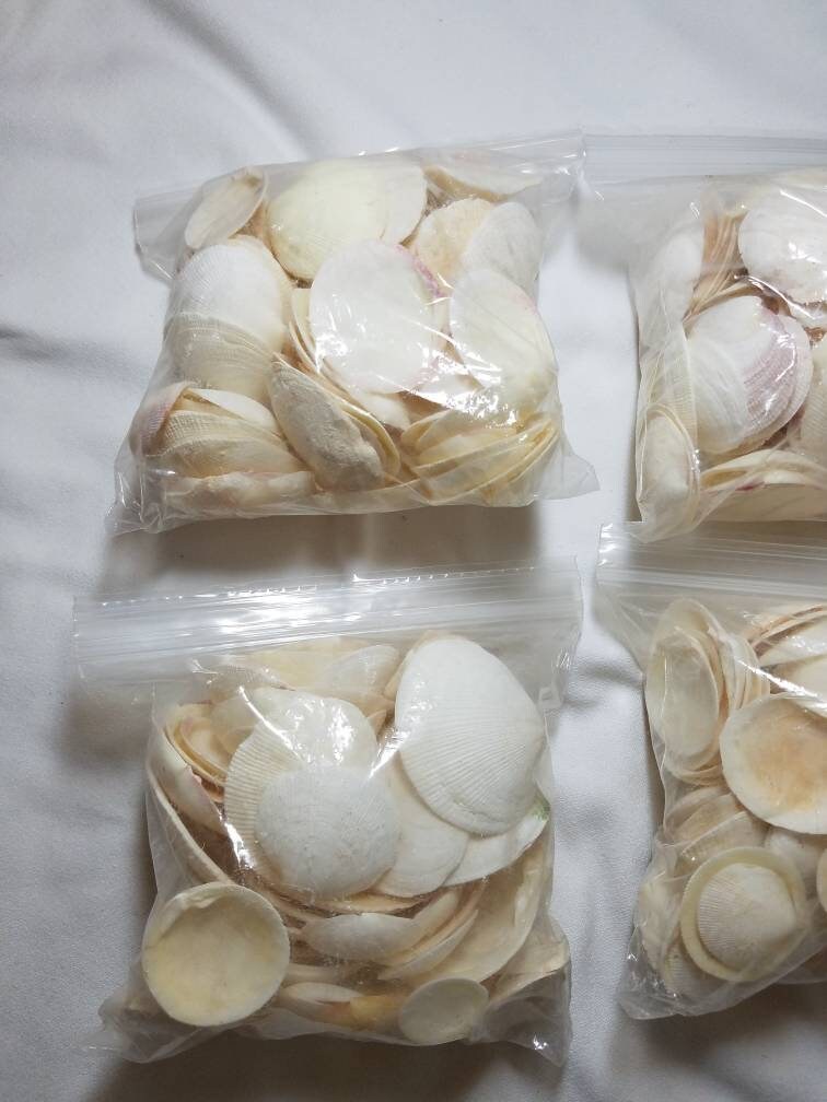 Tiger Clam Seashells, Clam Shells, White Tiger Clams, Craft Shells ...