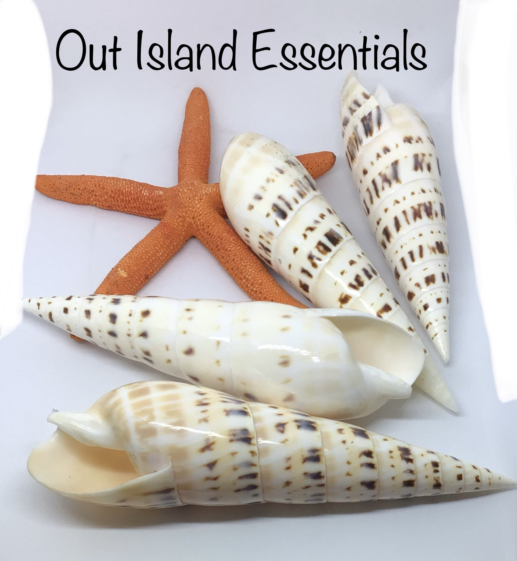 Polished Terebra Maculata I Polished Seashell I Marlin Spike Seashell I ...