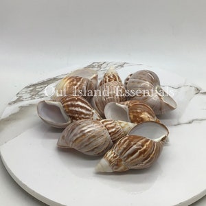 One Japanese Land Snail I Snail Shell | Japanese Seashell I 2 to 3 ...