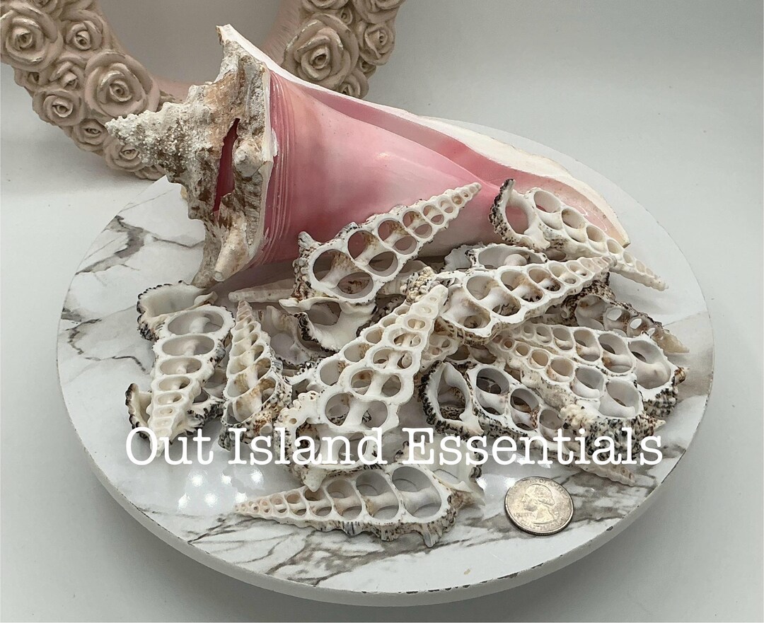 6pc Center Cut Knobby Cerithium Shells I Craft Shells I Chuncky Cut ...