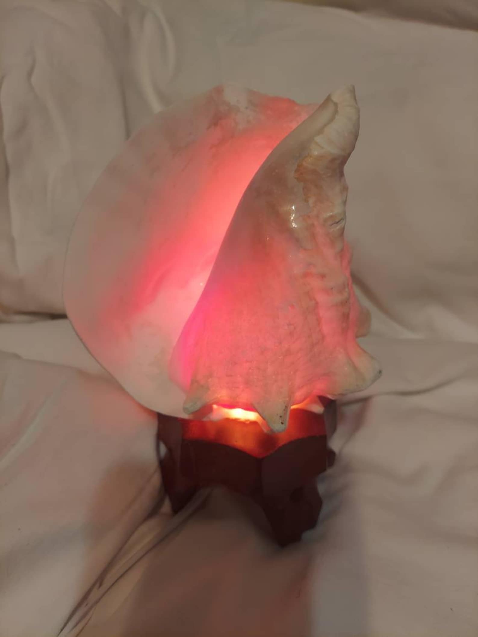 Nautilus Shell Light Tonna Shell Light Coastal Seashell - Etsy