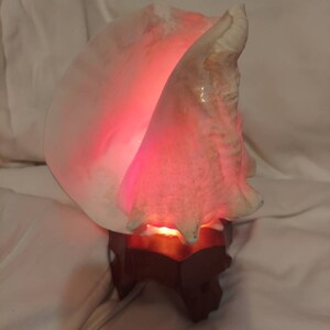 Nautilus Shell Light | Tonna Shell Light | Coastal Seashell Light ...