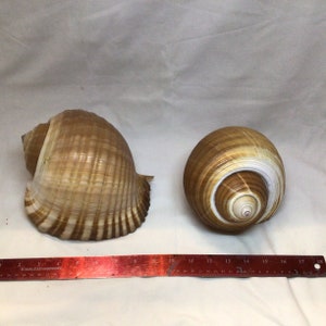 Tonna Oleria Shell I Extra Large Shell I Lightweight Seashell I Tonna ...