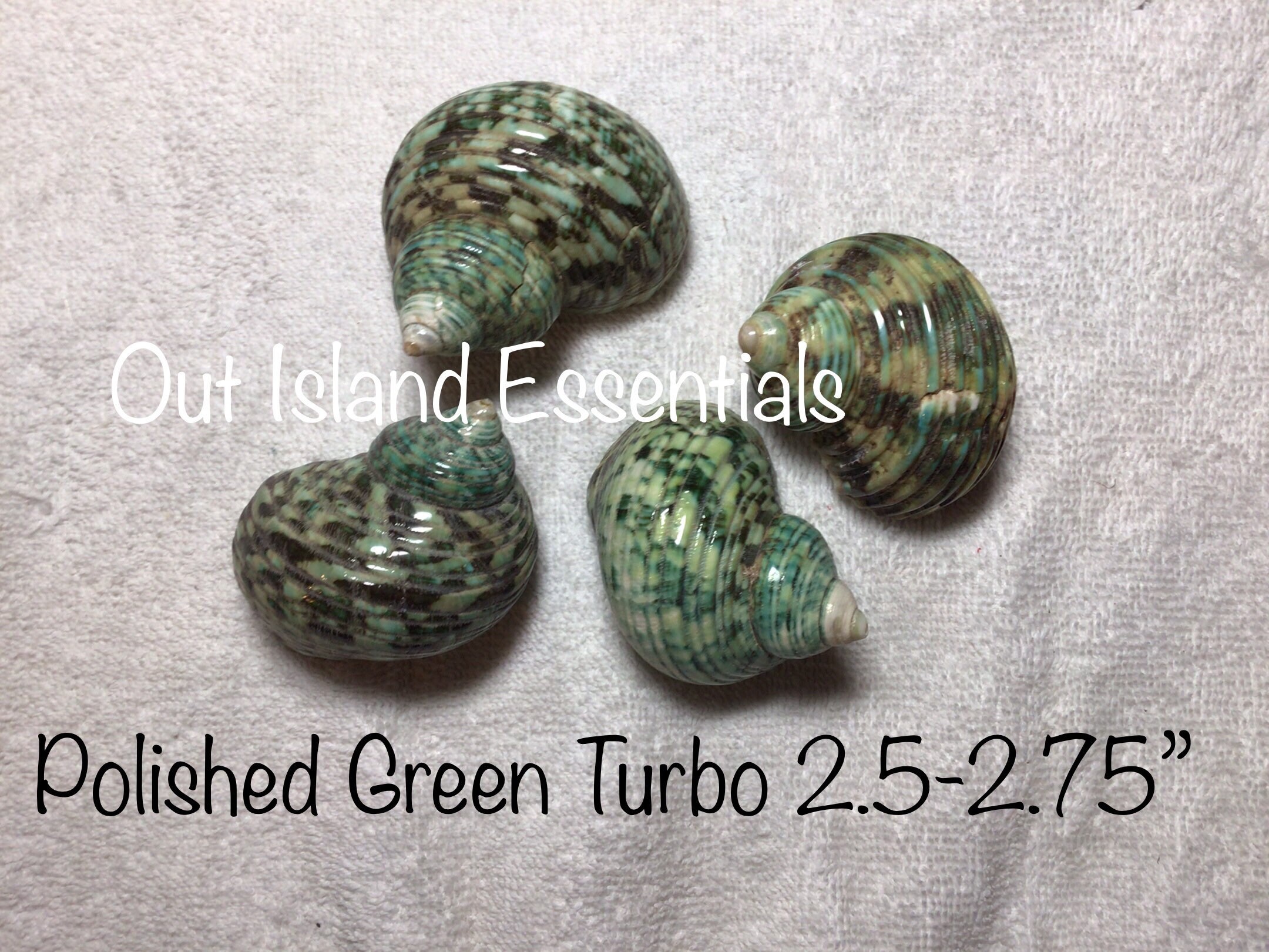 Unpolished Green Turbo Seashell I Green Turbo Shells I - Etsy