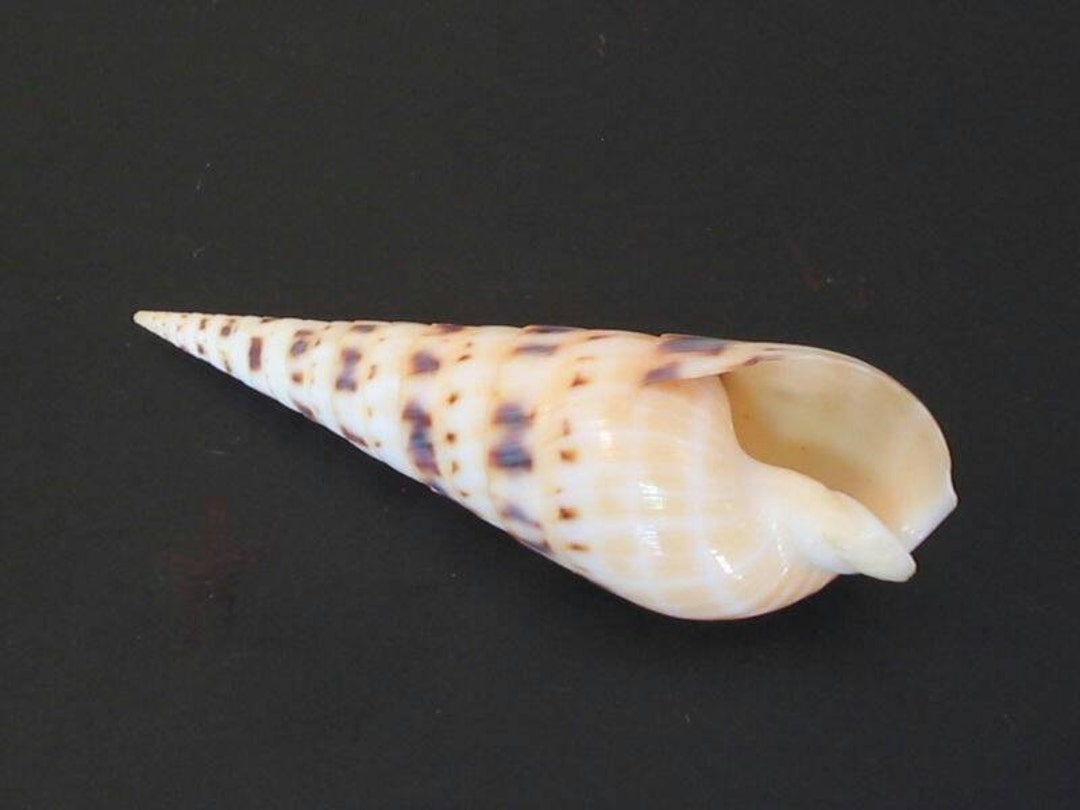 Polished Terebra Maculata I Polished Seashell I Marlin Spike Seashell I ...