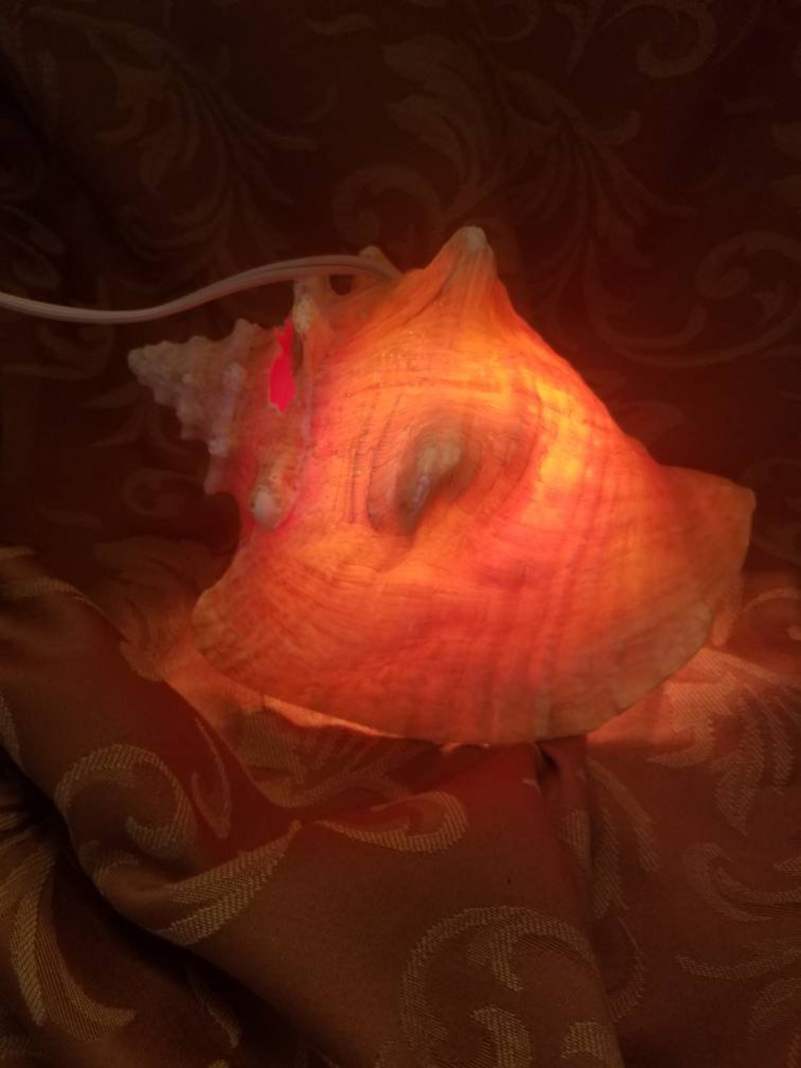 Bahamian Queen Conch Shell Light I Pink Conch Shell Night | Etsy