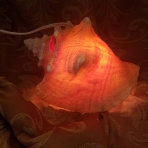 Bahamian Queen Conch Shell Light I Pink Conch Shell Night Light I SLIT ...