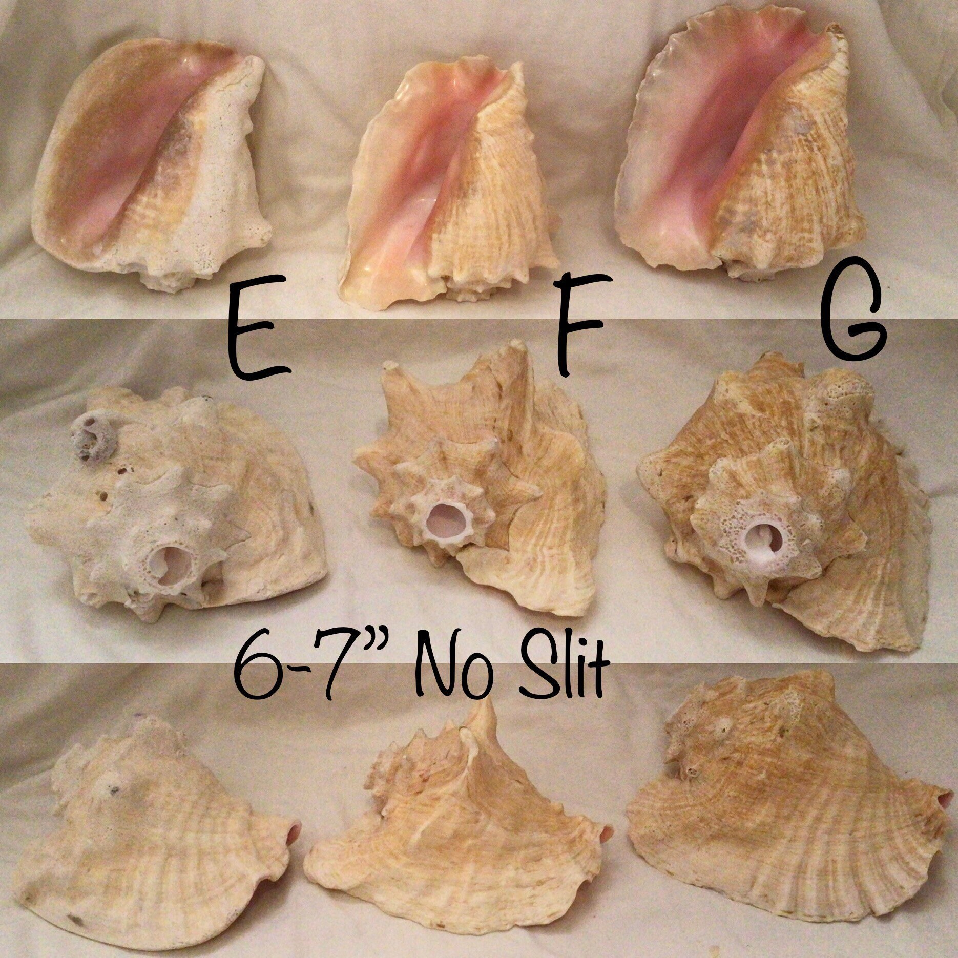 6-7 NO SLIT Conch Shell Horn I Queen Conch Horn I Conch | Etsy