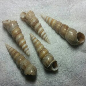 12-pcs Turretella Seashells I Craft Shells I Seashells I Wholesale ...