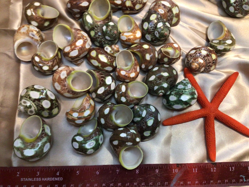 Spotted Turbo Petholatus I Spotted Shell I Turbo Seashell I - Etsy