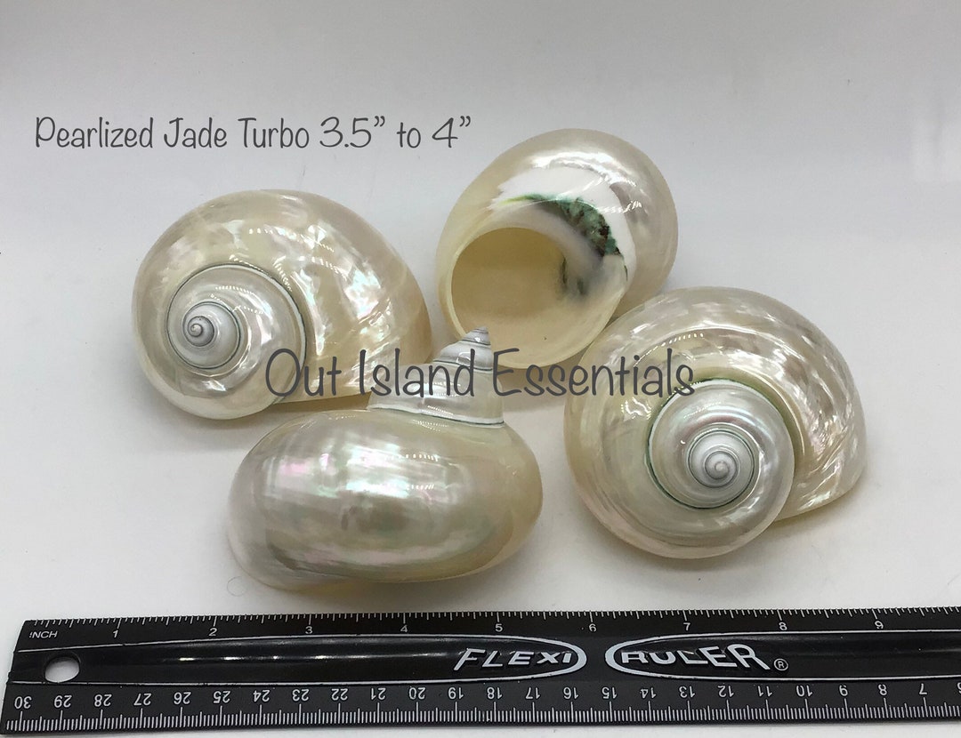 Jade Turbo Pearl Polished Shell I Pearlized Turbo Seashell I Jade Pearl ...