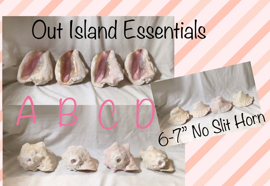 6-7 NO SLIT Conch Shell Horn I Queen Conch Horn I Conch - Etsy