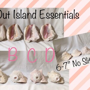 6-7 NO SLIT Conch Shell Horn I Queen Conch Horn I Conch - Etsy