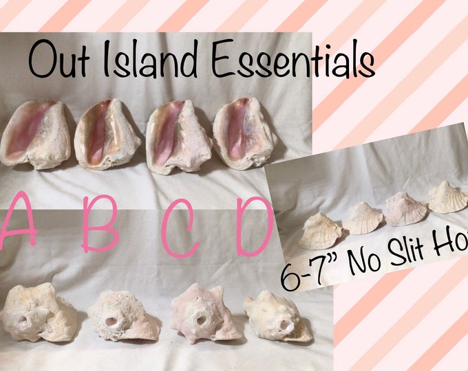 6-7 NO SLIT Conch Shell Horn I Queen Conch Horn I Conch Trumpet I Loud ...