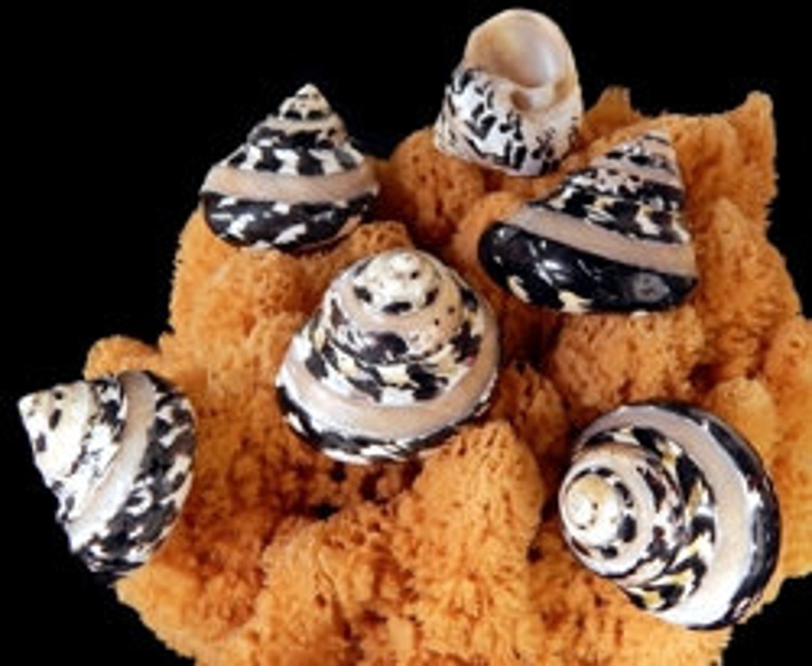 Polished Arapica Seashell: Banded Magpie Shell, Hermit Crab Supply - Etsy