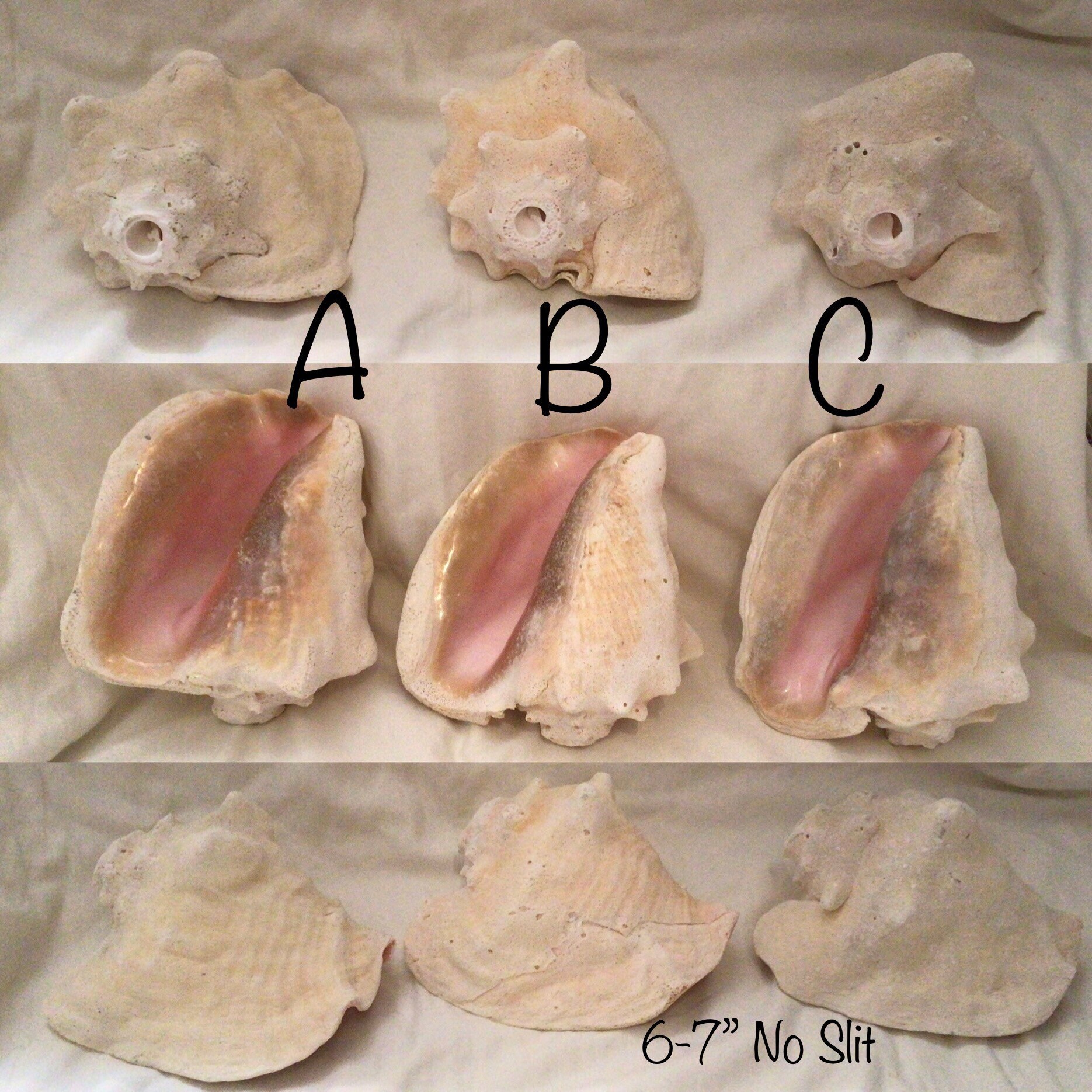 6-7 NO SLIT Conch Shell Horn I Queen Conch Horn I Conch | Etsy