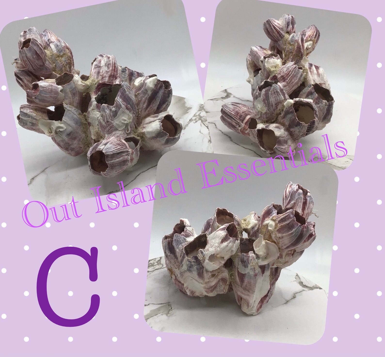 Purple Barnacle I Real Barnacle I Ocean Barnacles I Assorted Sizes I ...