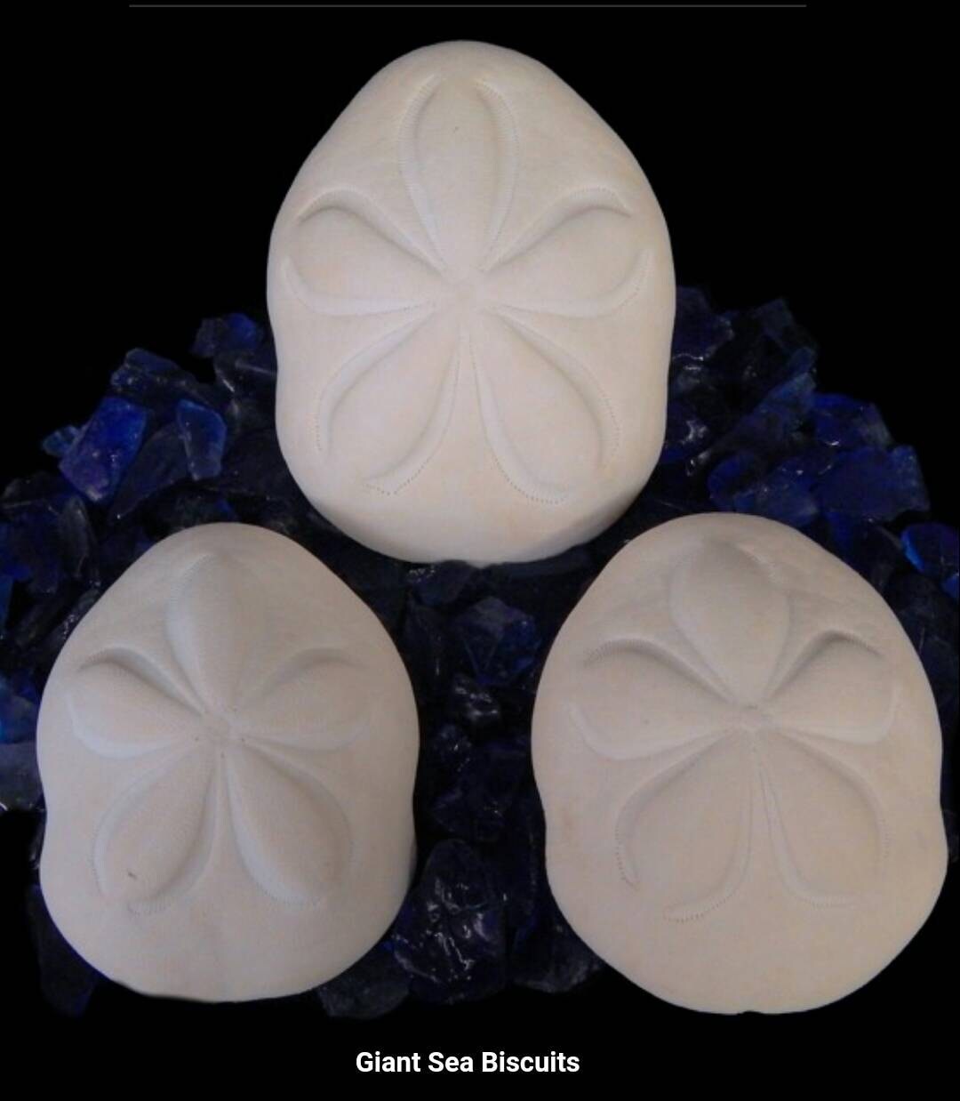 2 Pc. Giant Sea Biscuits I White Sea Biscuit I Craft Shells I ...