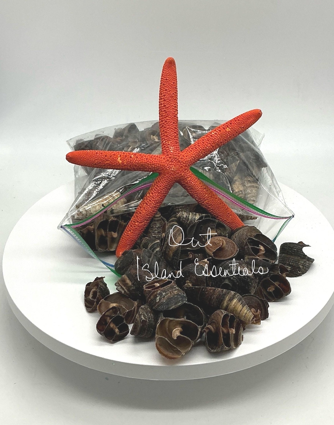 Multi Cut Telescopium I One to Three Inches Cut Craft Shells I ...