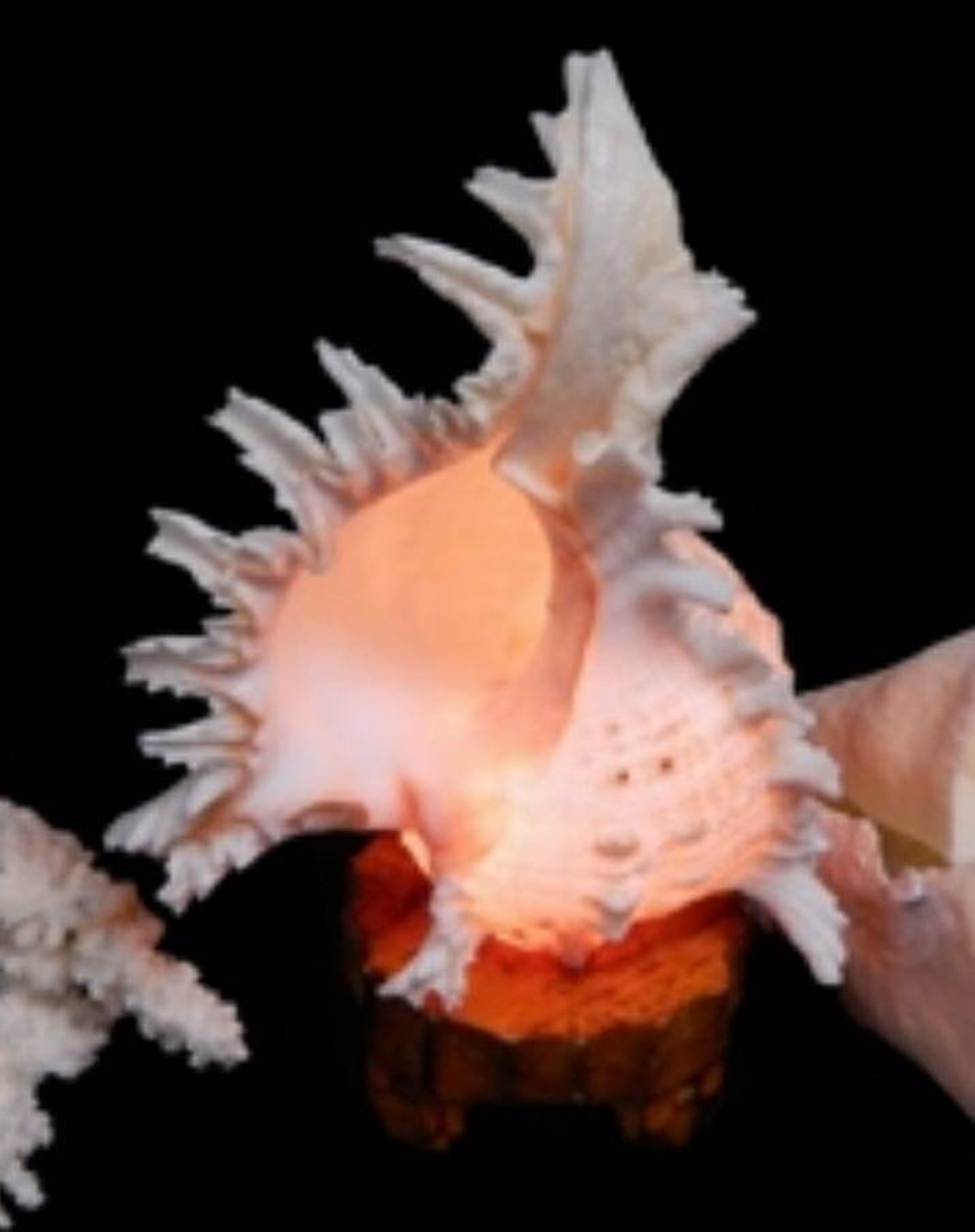 Nautilus Shell Light Tonna Shell Light Coastal Seashell - Etsy