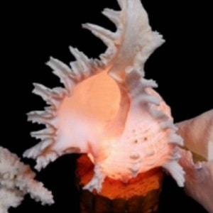 Nautilus Shell Light | Tonna Shell Light | Coastal Seashell Light ...