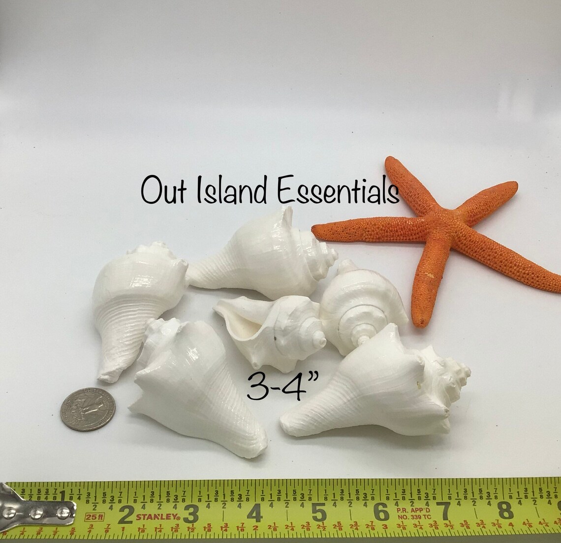 Hemifusus Pugilinus Shells I White Conch Shells I Small Conch - Etsy