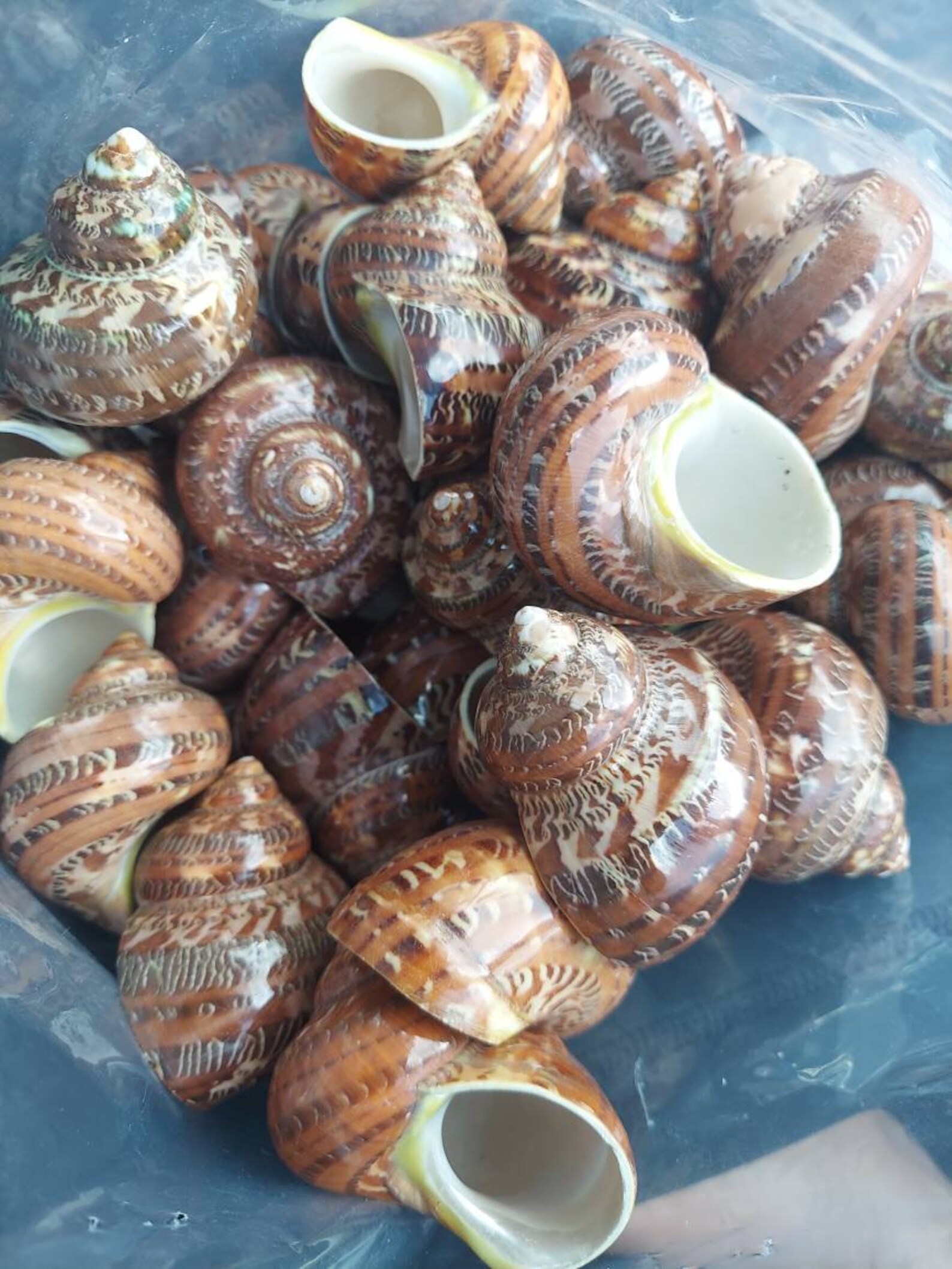 Turbo Petholatus Snakeskin Shell I Turbo Seashell I Turbo | Etsy