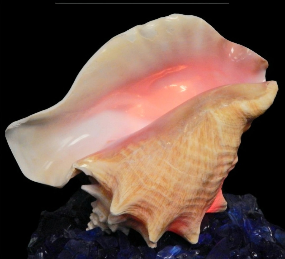 Bahamian Queen Conch Shell Light I Pink Conch Shell Night Light I SLIT ...