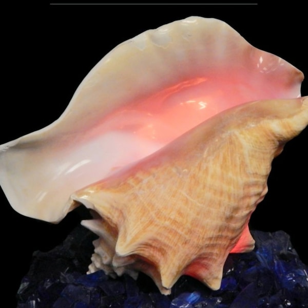 Conch Shell Lamp - Etsy