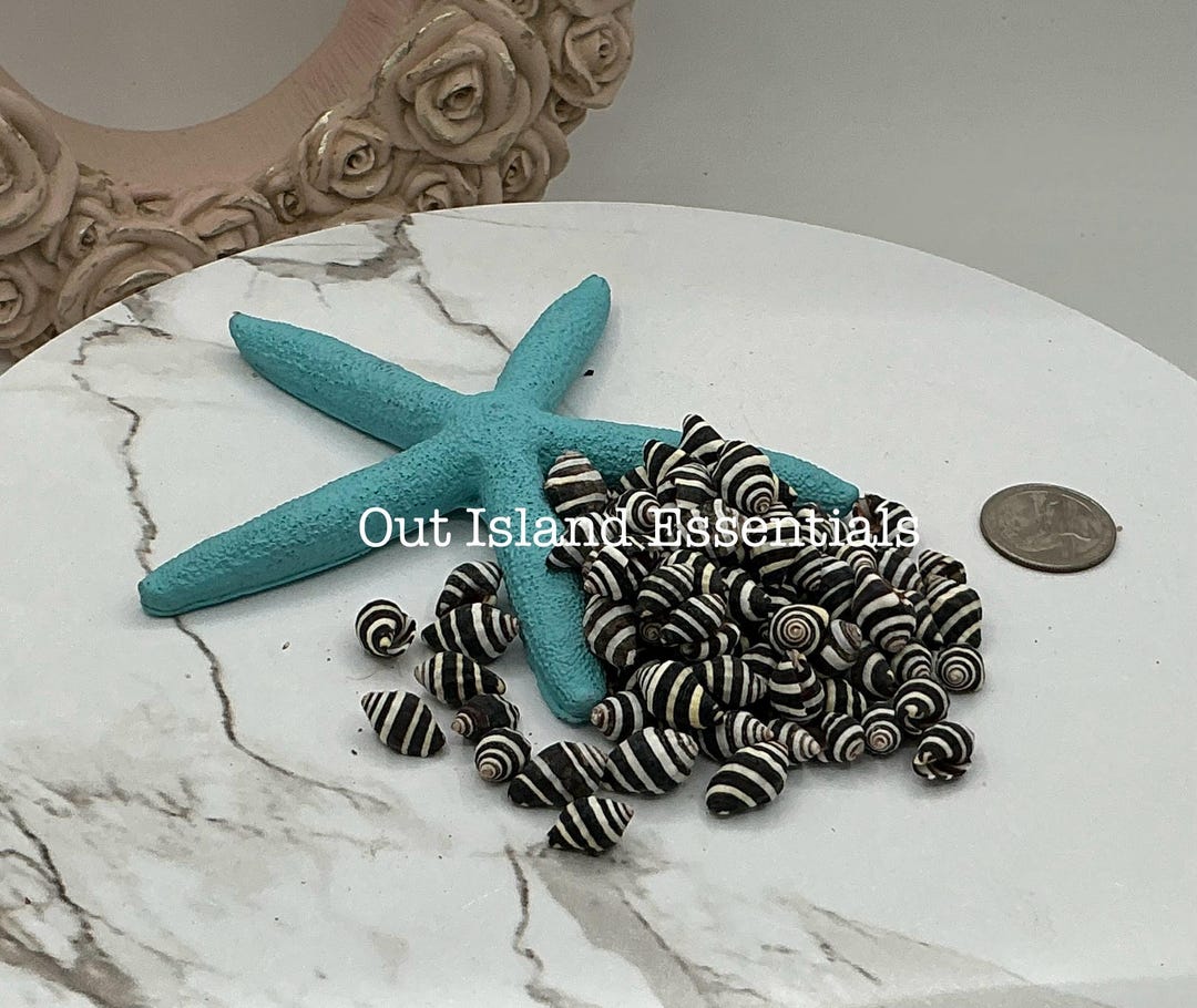 Bee Hive Snail Shells I Tiny Black and White Seashells I 1/4" to 1/2 ...