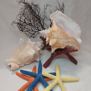 Bahamian Queen Conch Shell Light I Pink Conch Shell Night Light I SLIT ...