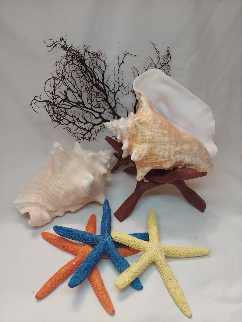 Bahamian Queen Conch Shell Light I Pink Conch Shell Night | Etsy