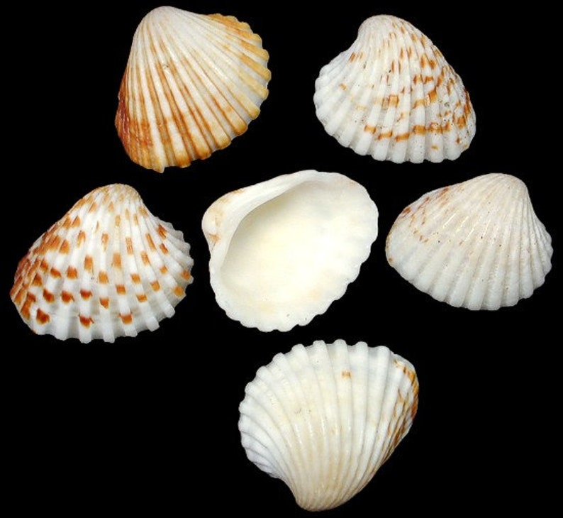 One Pound Stripped Arc Seashells – Brown & White Craft Clam Shells (3/4 ...