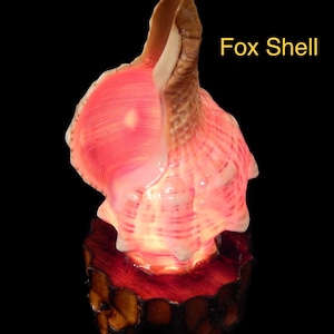 Nautilus Shell Light | Tonna Shell Light | Coastal Seashell Light ...