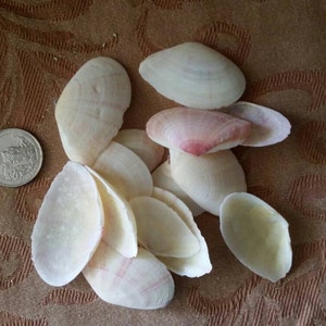Bahamas Sunrise Tellin Shell I Pink Striped Seashells I Pink Tellin ...
