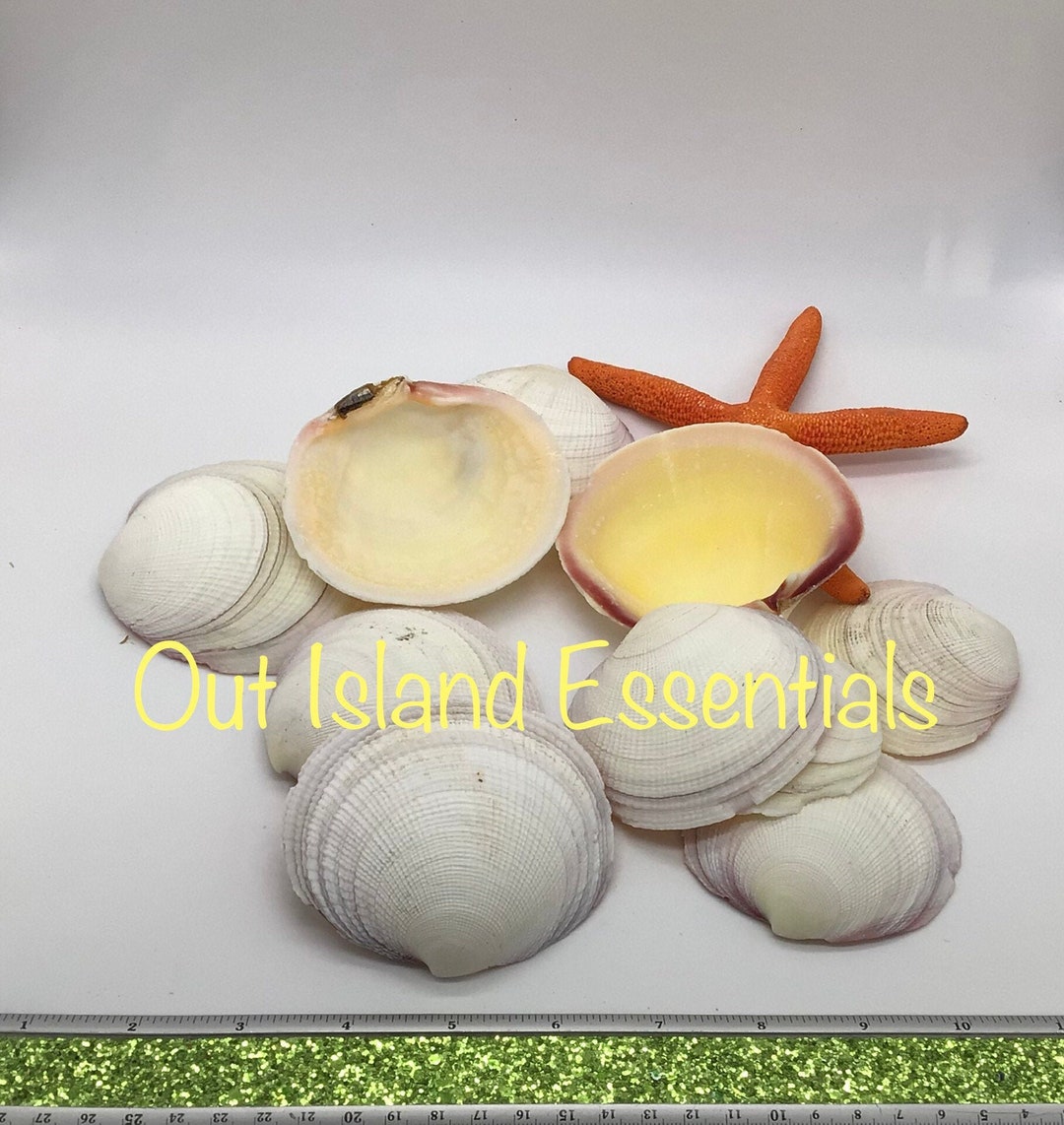 10 PCS. Tiger Clam Seashells I Craft Shells I Bulk Seashells I White ...
