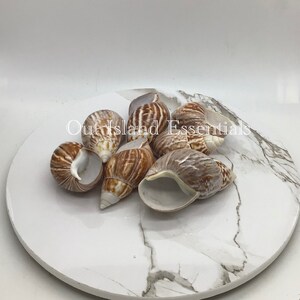 One Japanese Land Snail I Snail Shell | Japanese Seashell I 2 to 3 ...