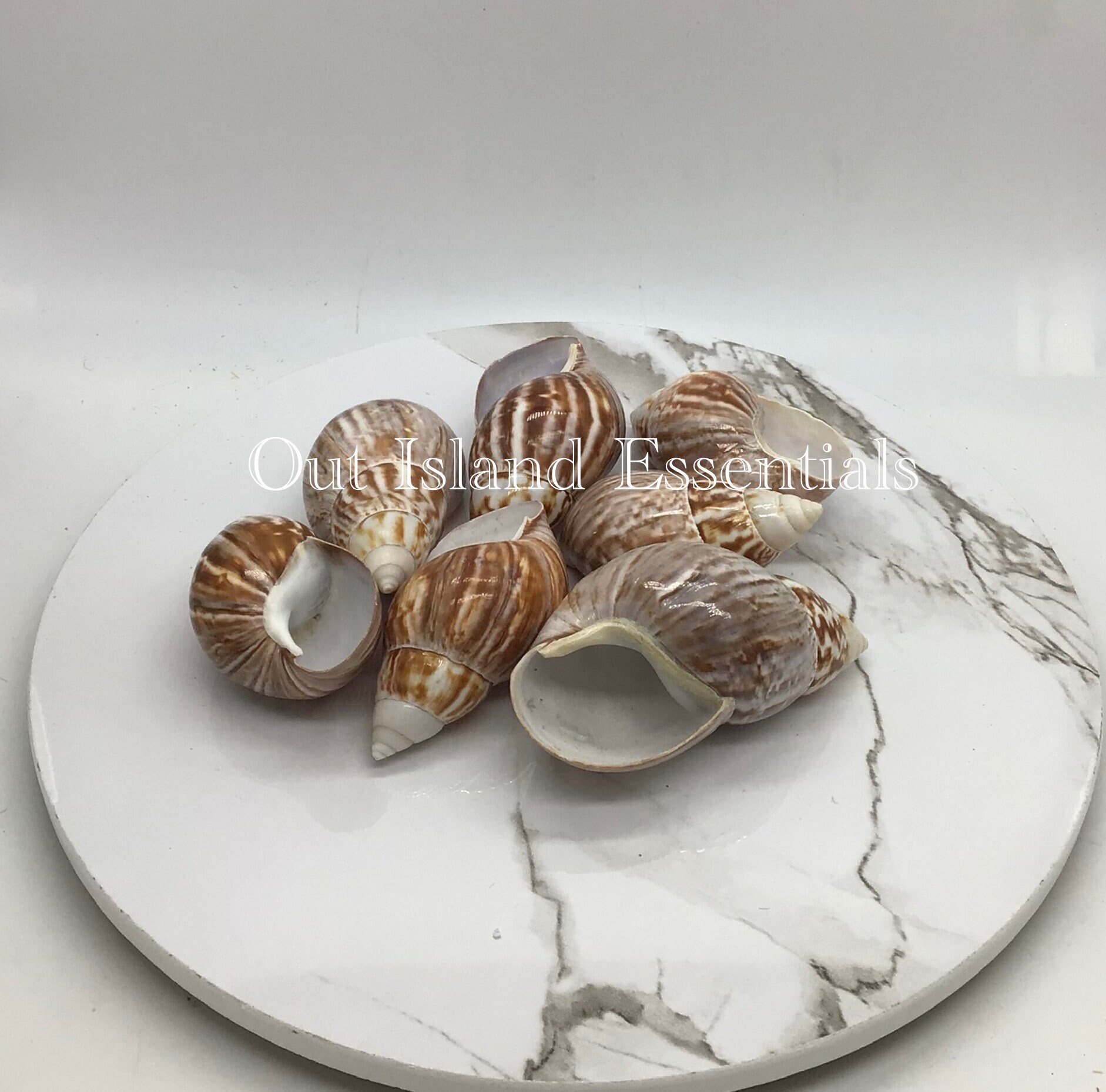 One Japanese Land Snail I Snail Shell | Japanese Seashell I 2 to 3 ...