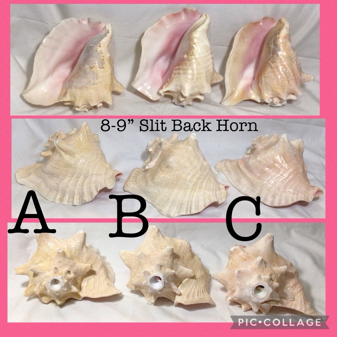 8-9 SLIT BACK Large Bahamian Queen Conch Shell Horn I Pink Conch Shell ...