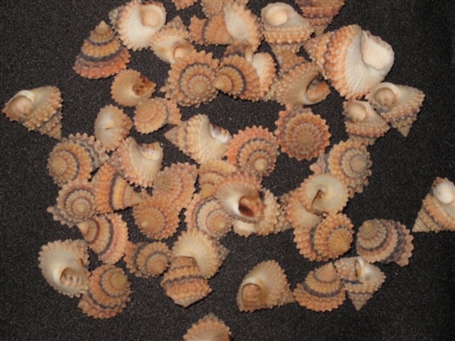 Tectarius Cream Top Medium Seashells I 5/8 Craft Shells I Beaded ...