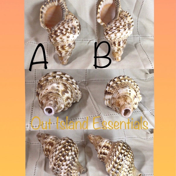 Large Conch Shell - Etsy