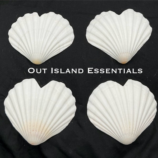 Heart Shaped Shell - Etsy