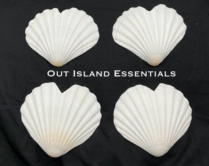 Tiny Scallop Shells From the Beaches of Southwest Florida. - Etsy