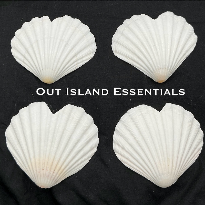 Heart Shaped Shell - Etsy